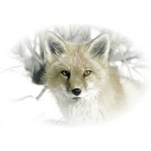 Singleprofil von Silberfuchs